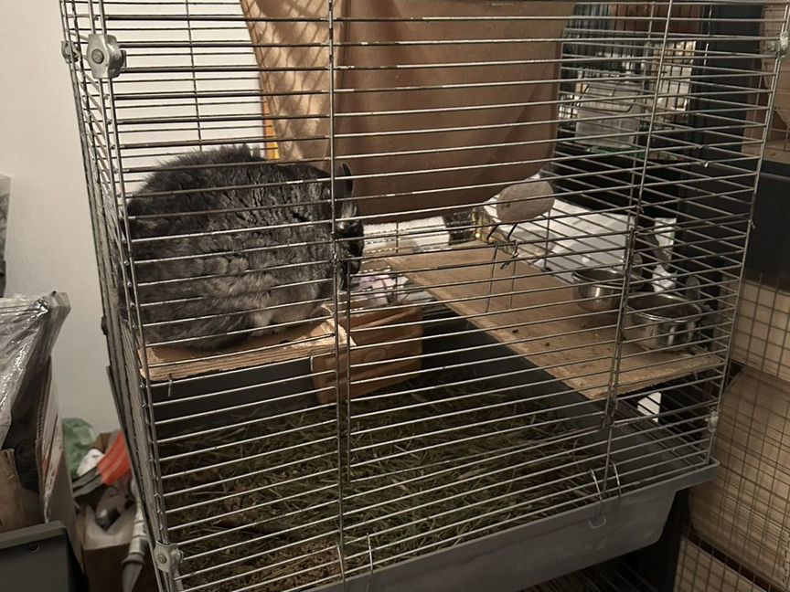 Клетка для шиншиллы бу