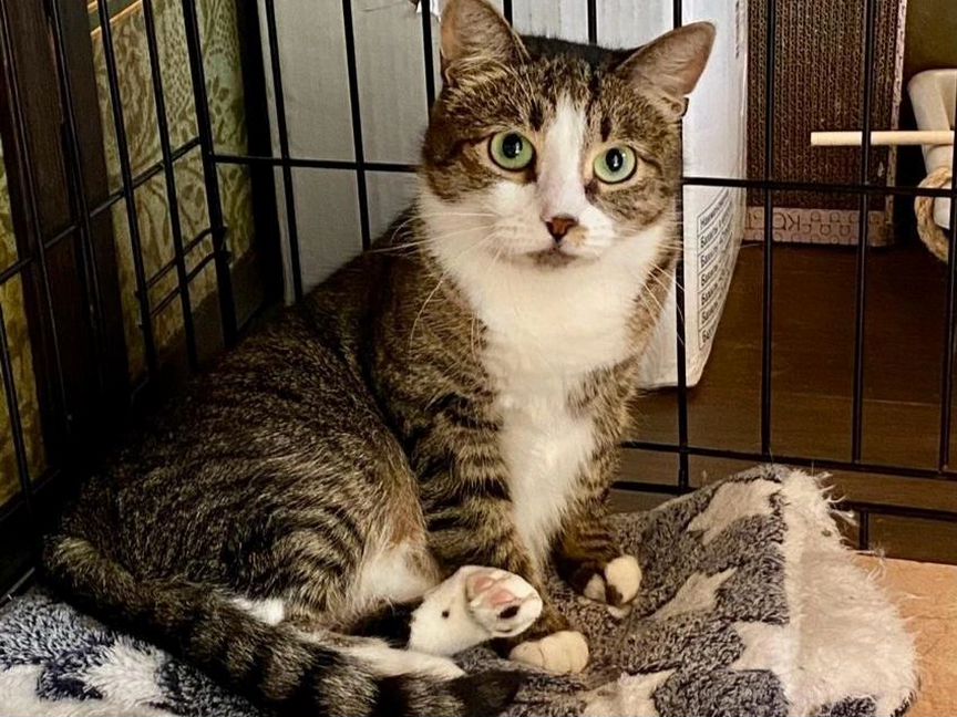 Кошечка Флоки ищет домик