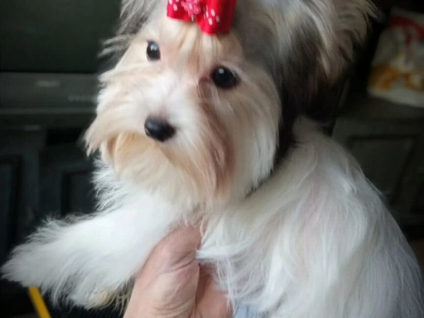 Бивер взрослая девочка