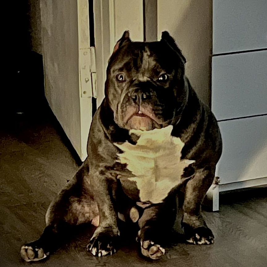 Американский булли вязка