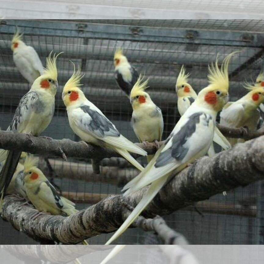 Попугай Корелла птенцы