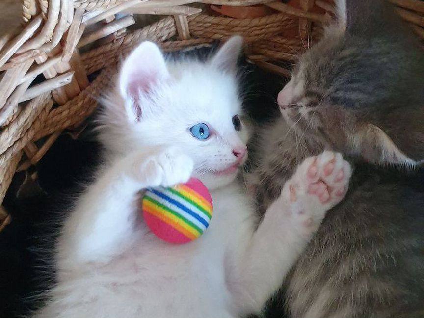 Котята в добрые руки бесплатно