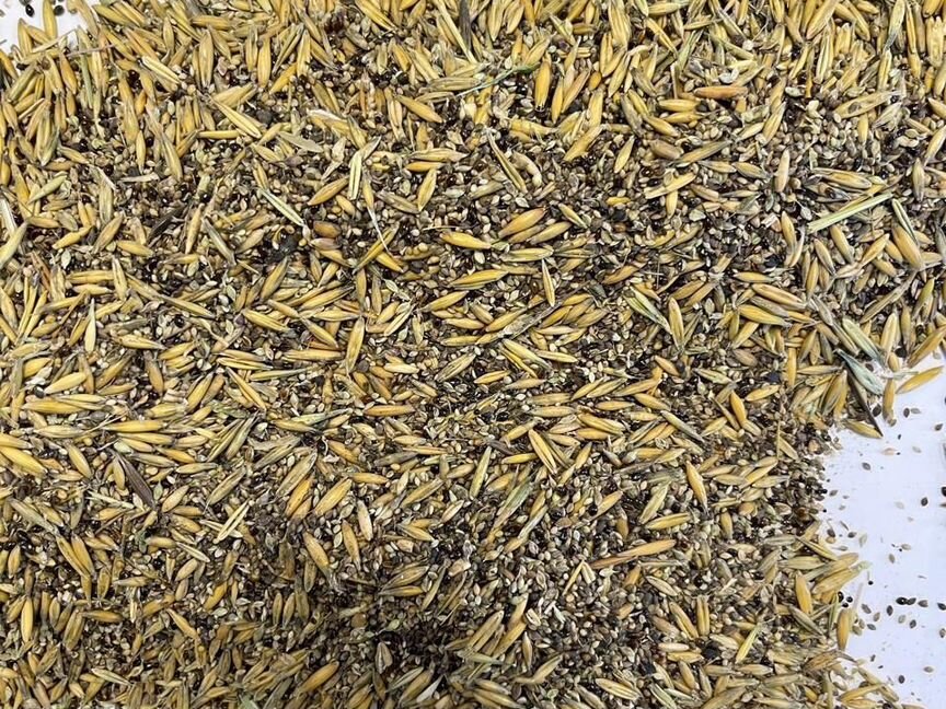 Зерноотход овса