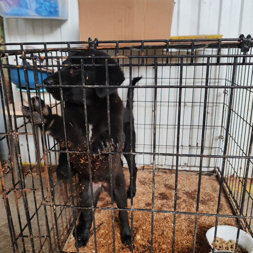 Щенки в отлове