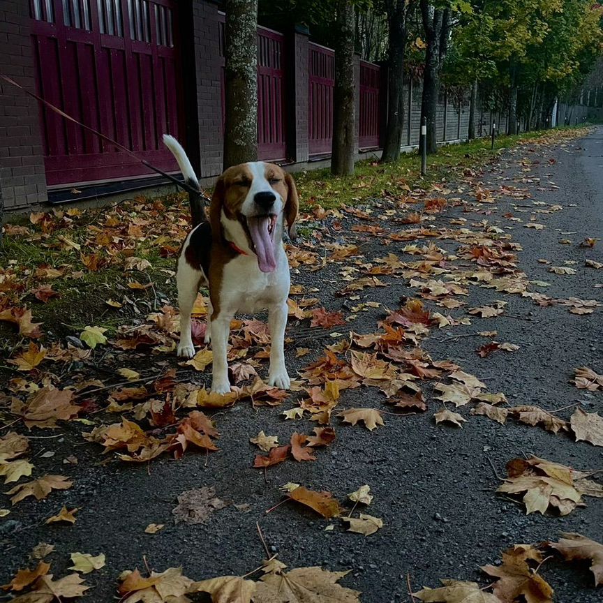 Бигль бесплатно