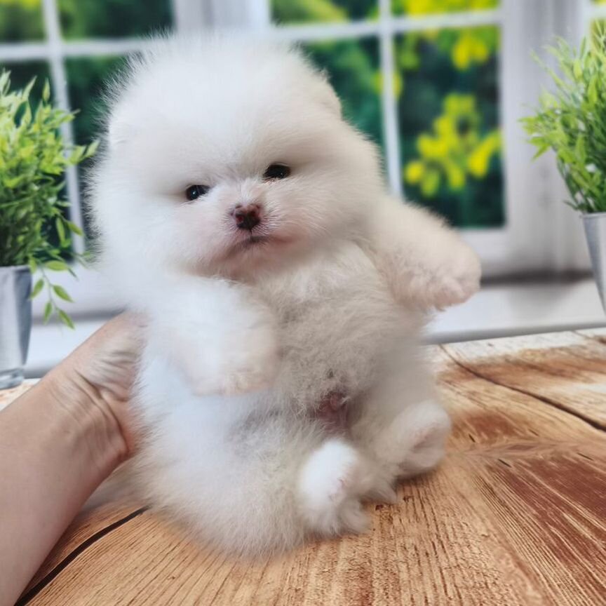 Померанский шпиц