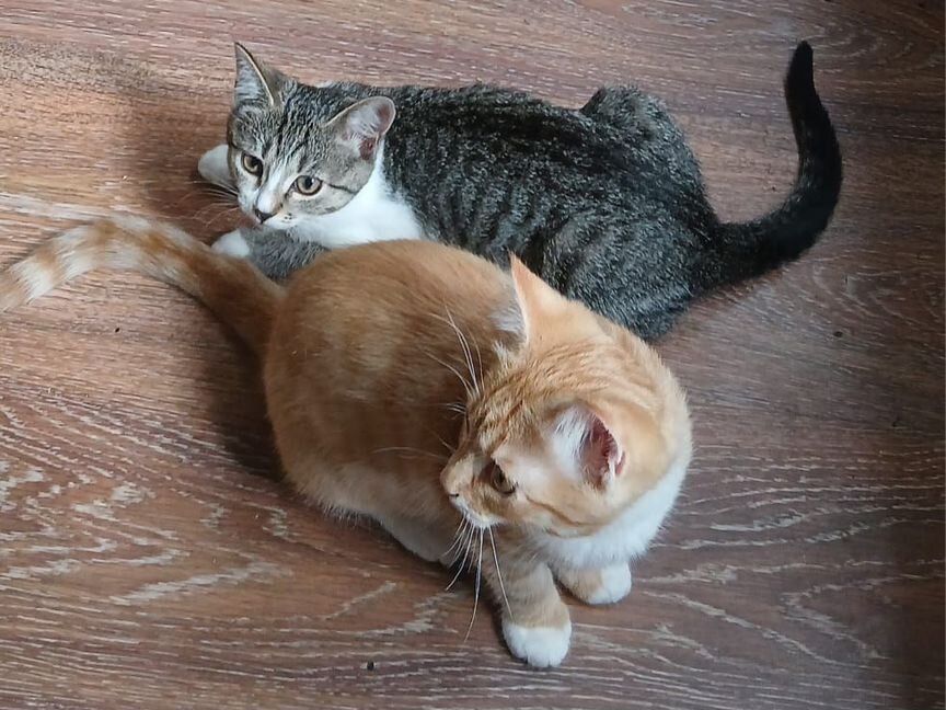 Отдаются котята в добрые руки бесплатно