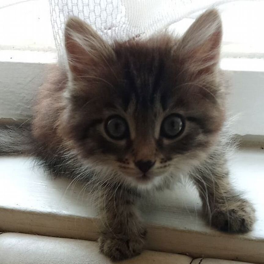 Котята