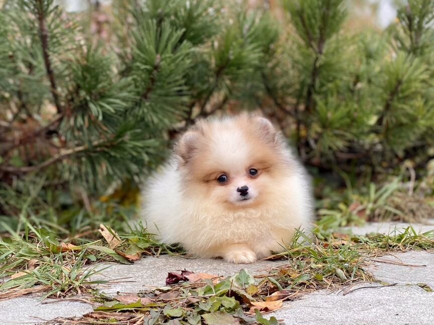 Шпиц мини девочка 3 мес