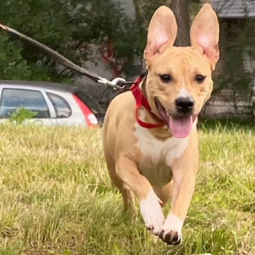 Американский стаффордширский терьер, щенок