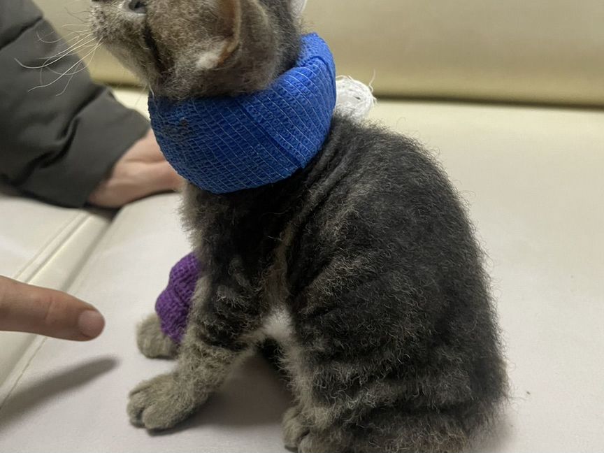 Котенок браш