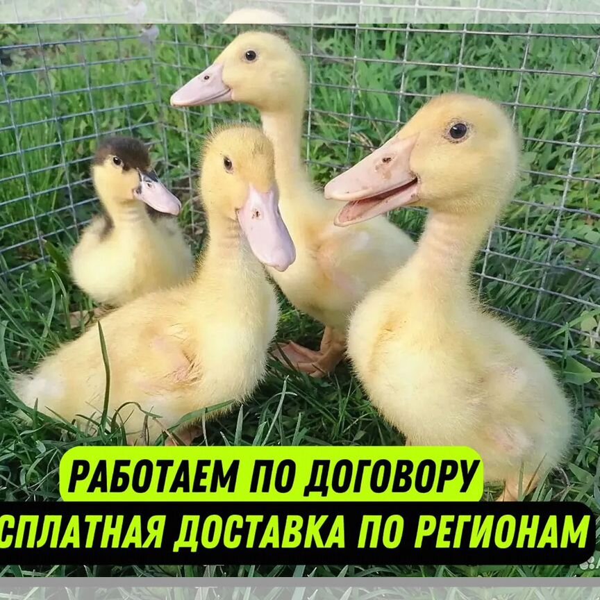 Утки муларды вакцинированные оптом с доставкой