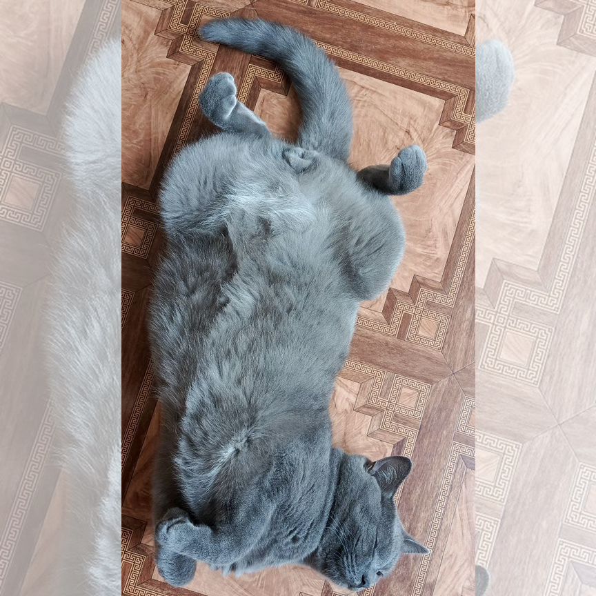 Кот в добрые руки