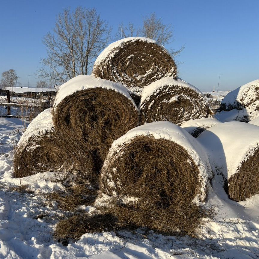 Продам сено в тюках