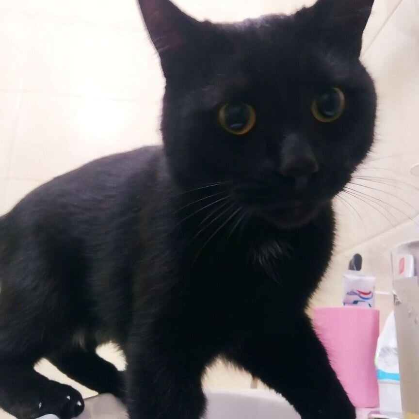 Найден домашний кот