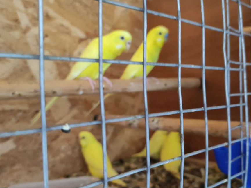 Волнистый попугай