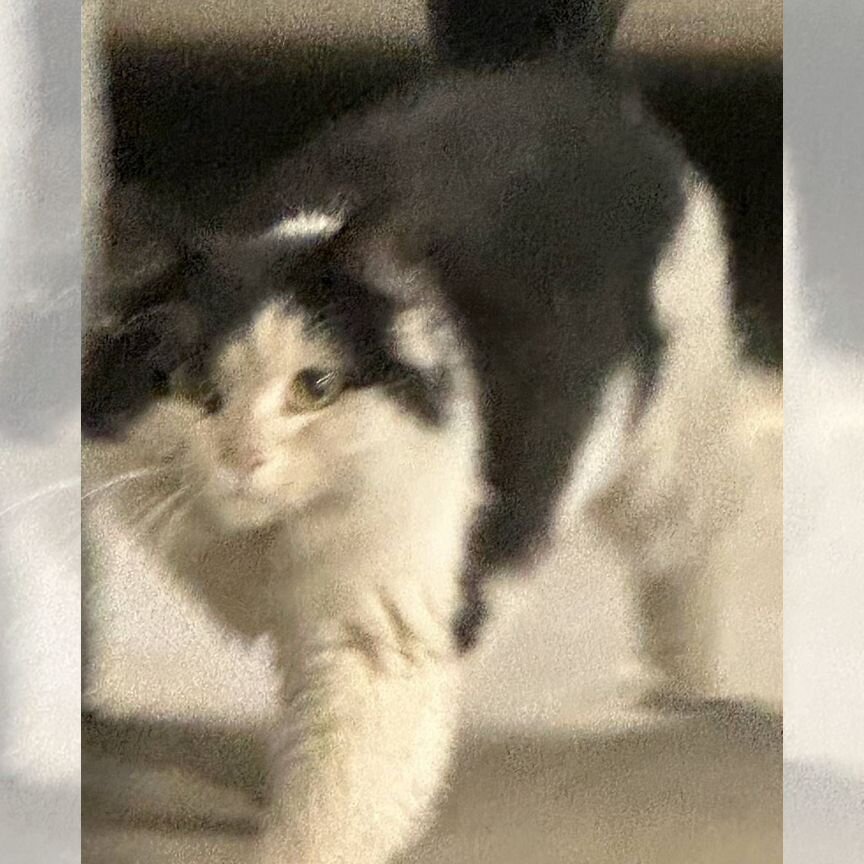 Взрослый кот в добрые руки