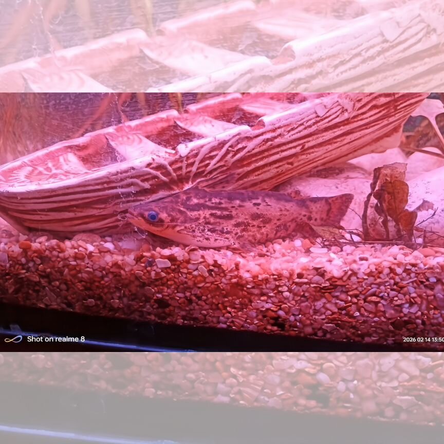 Аквариумные рыбки сомики