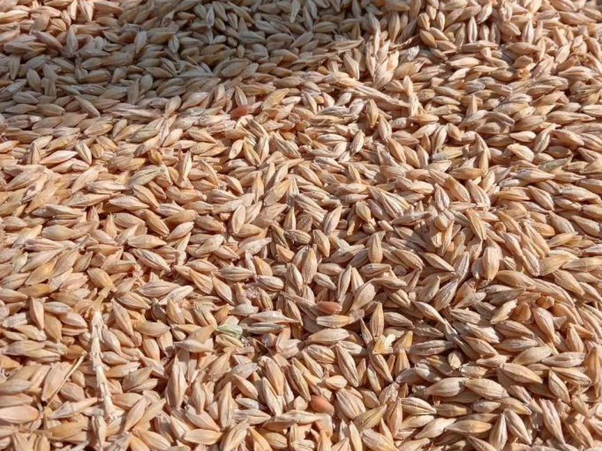 Семечко, Ячмень яровой корма