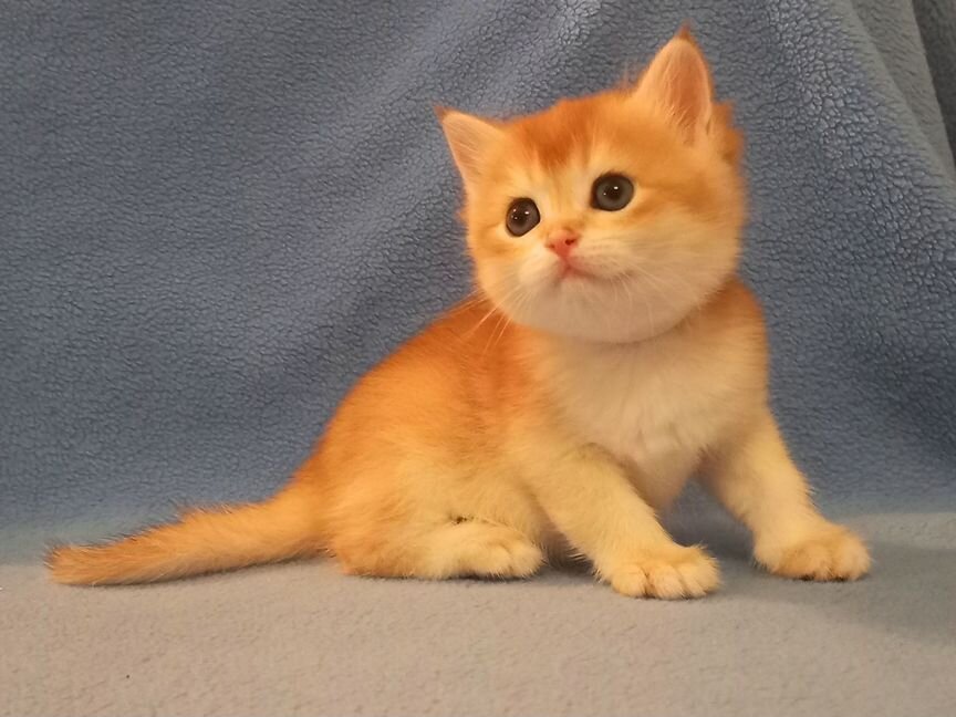 Котята Золотая шиншилла