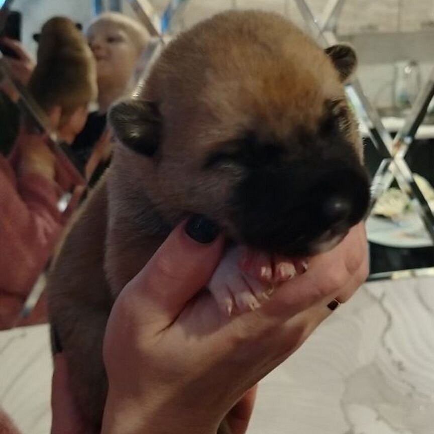 Американская акита, щенок