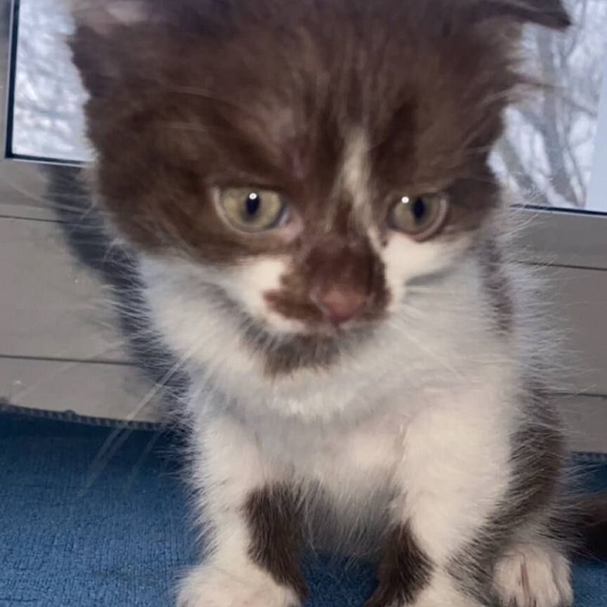Котята