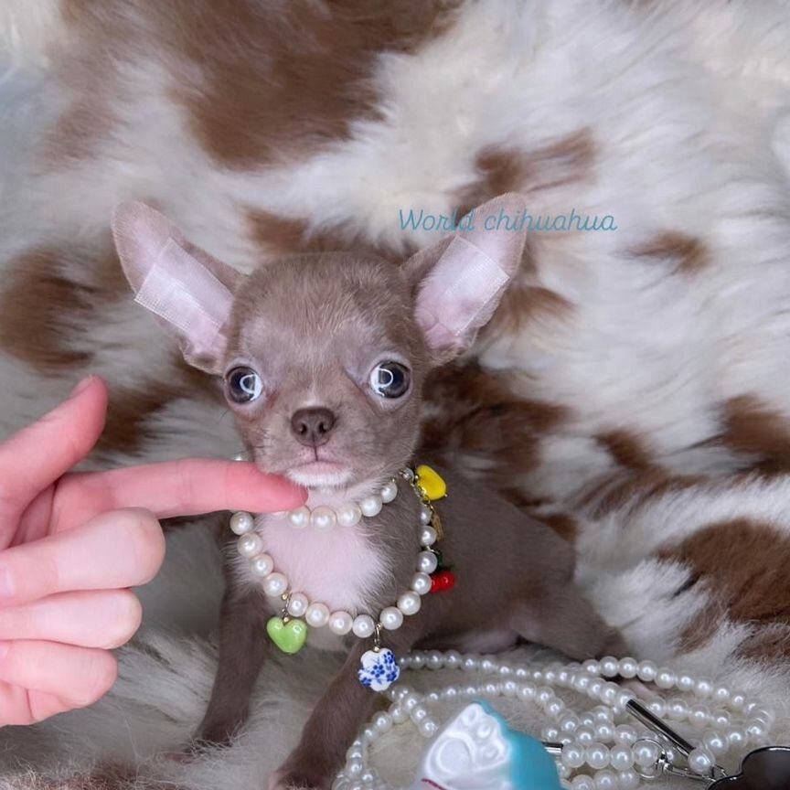 Чихуахуа, щенок