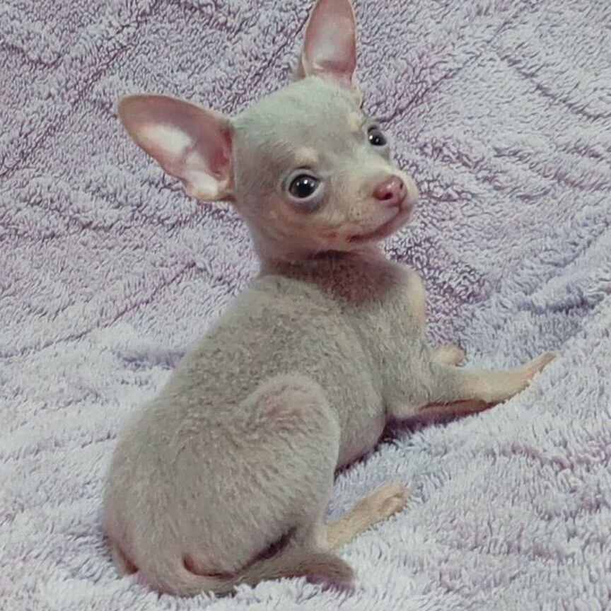 Русский той-терьер, щенок