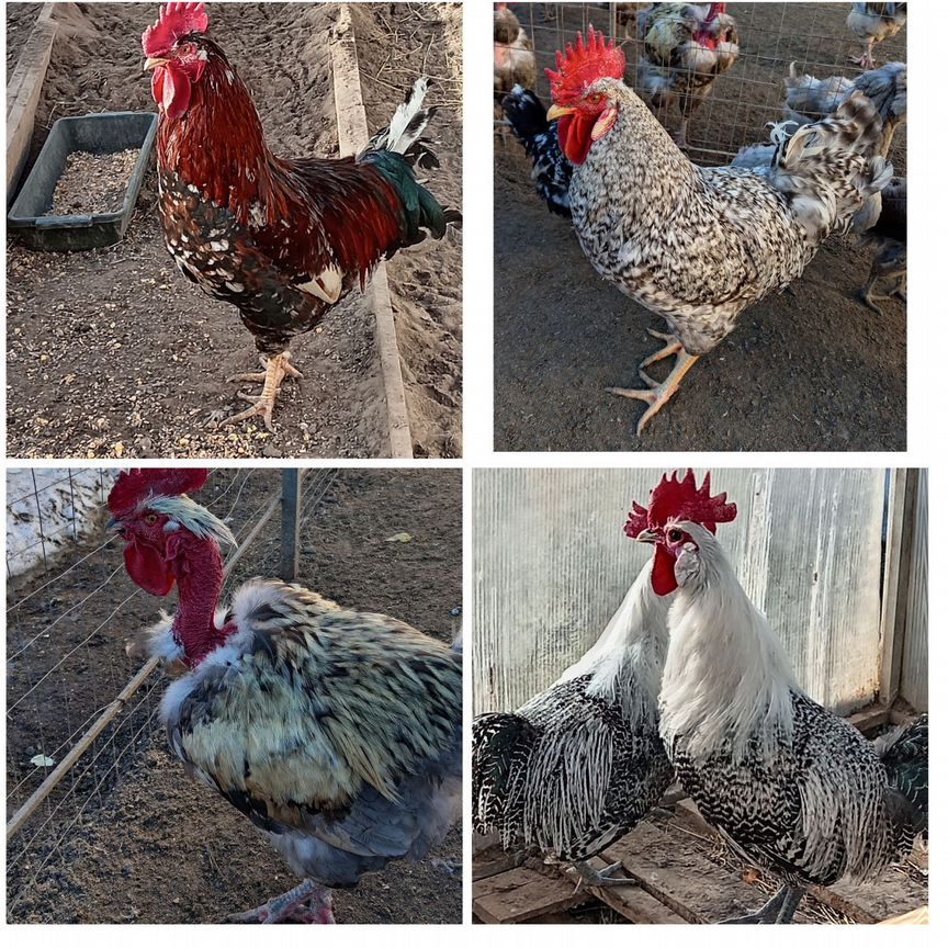 Петухи разных пород