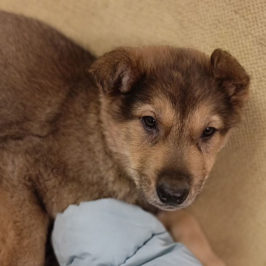 Щенок-зверюга