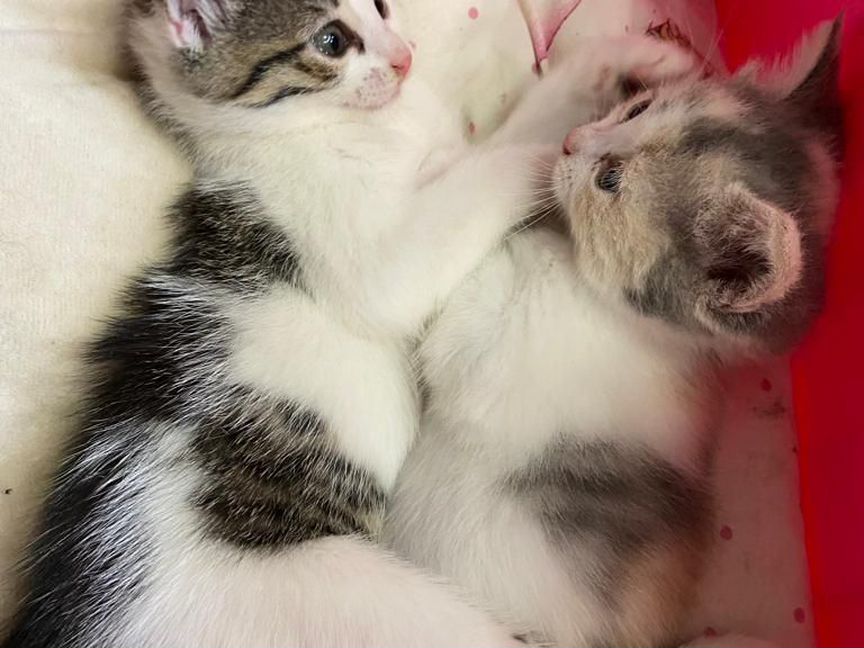 Котята в добрые руки приучены к лотку две девочки