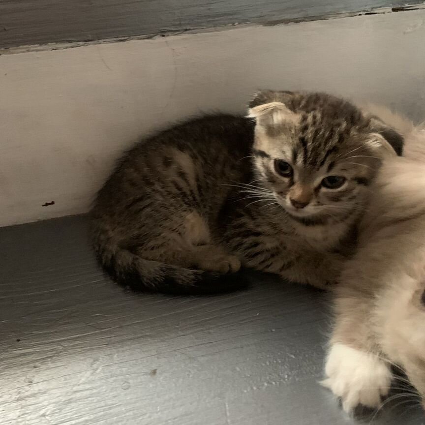 Отдам котенка (девочку) от домашней кошки