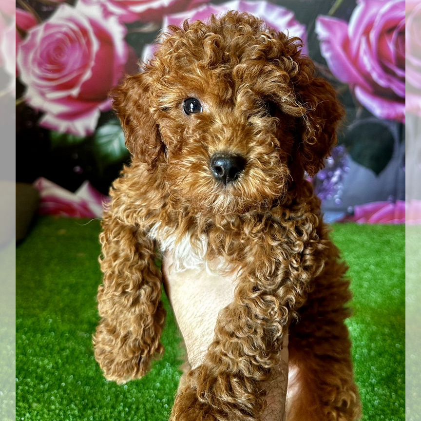 Той-пудель, щенок