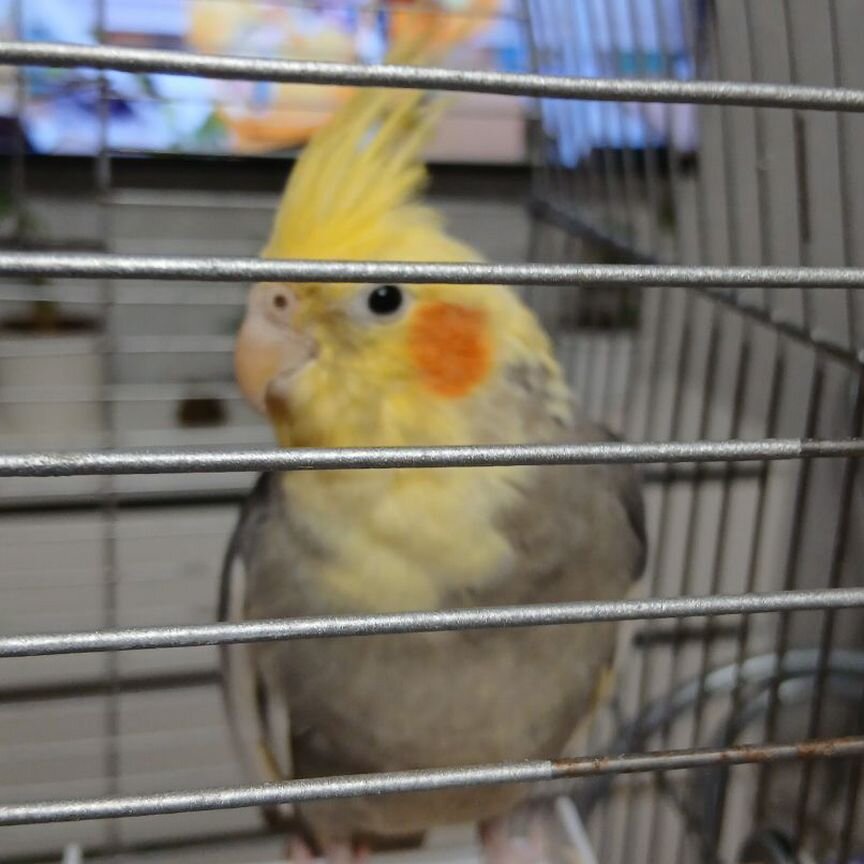 Попугай Корелла с клеткой девочка