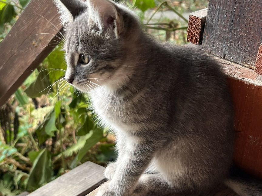 Котята в добрые руки мальчики