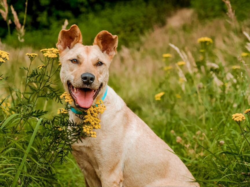 Шикарная собака нянька для детей