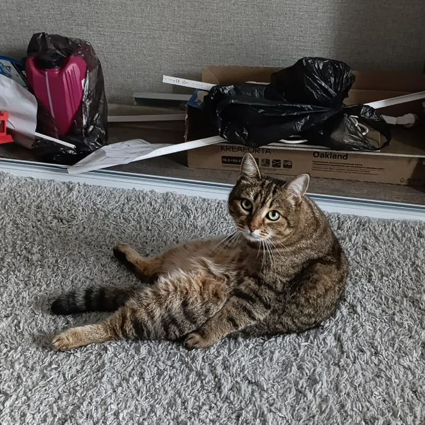 Отдам кота в добрые руки