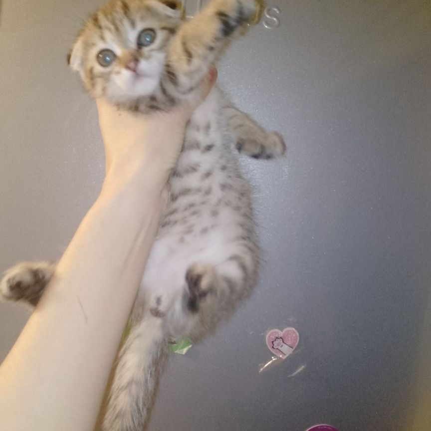 Котята вислоухие метисы