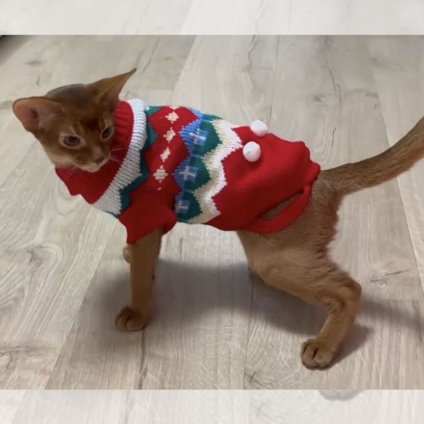 Свитер для кошки / собаки