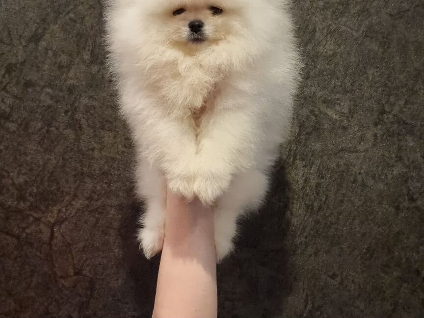 Плюшевый мишка