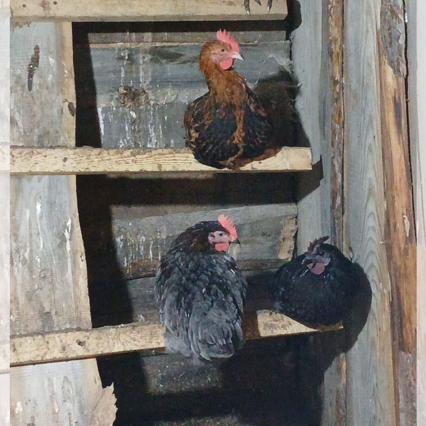 Продам молодых петухов