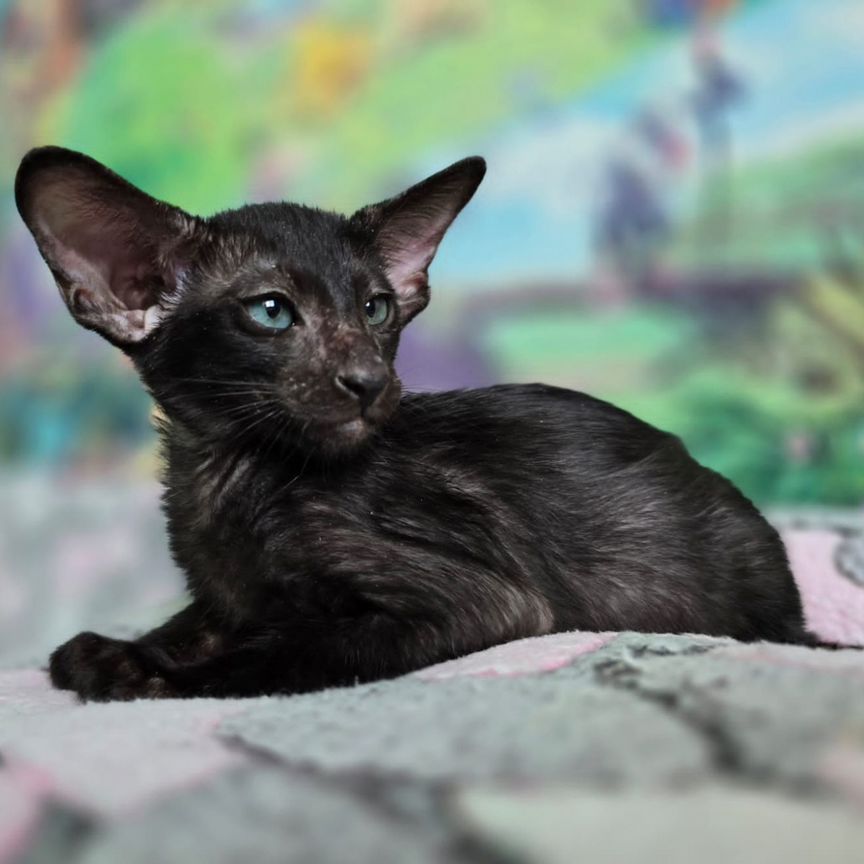 Ориентальные котята