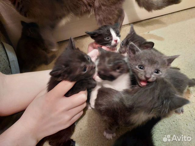 Котенок в дар бесплатно