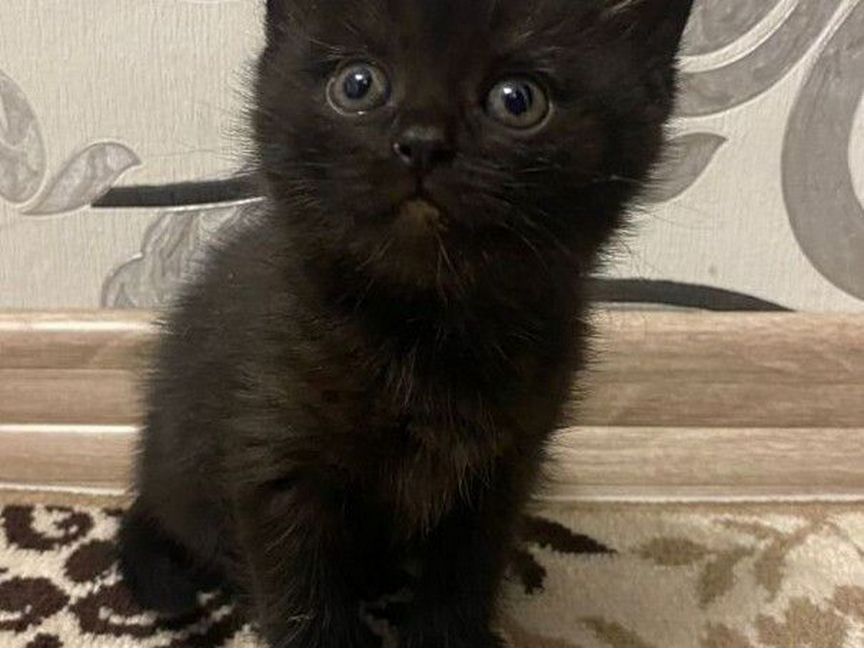 Котенок тёмный шоколад девочка