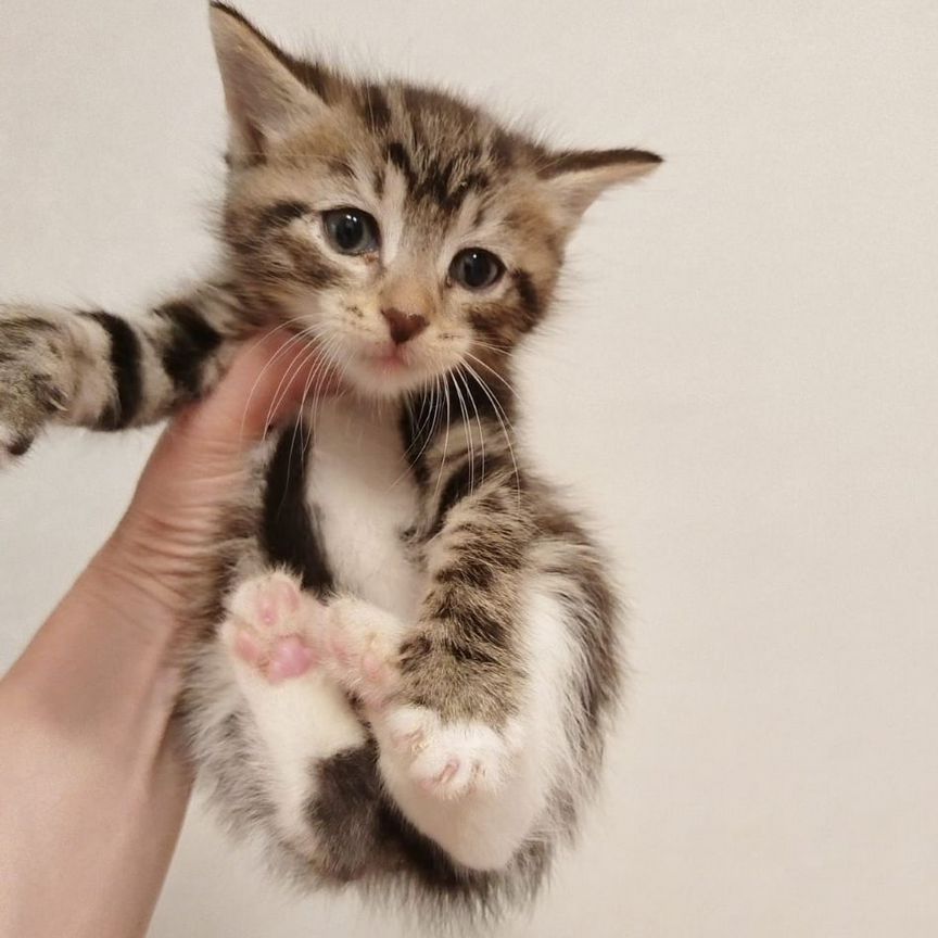 Котенок полосатый мальчик