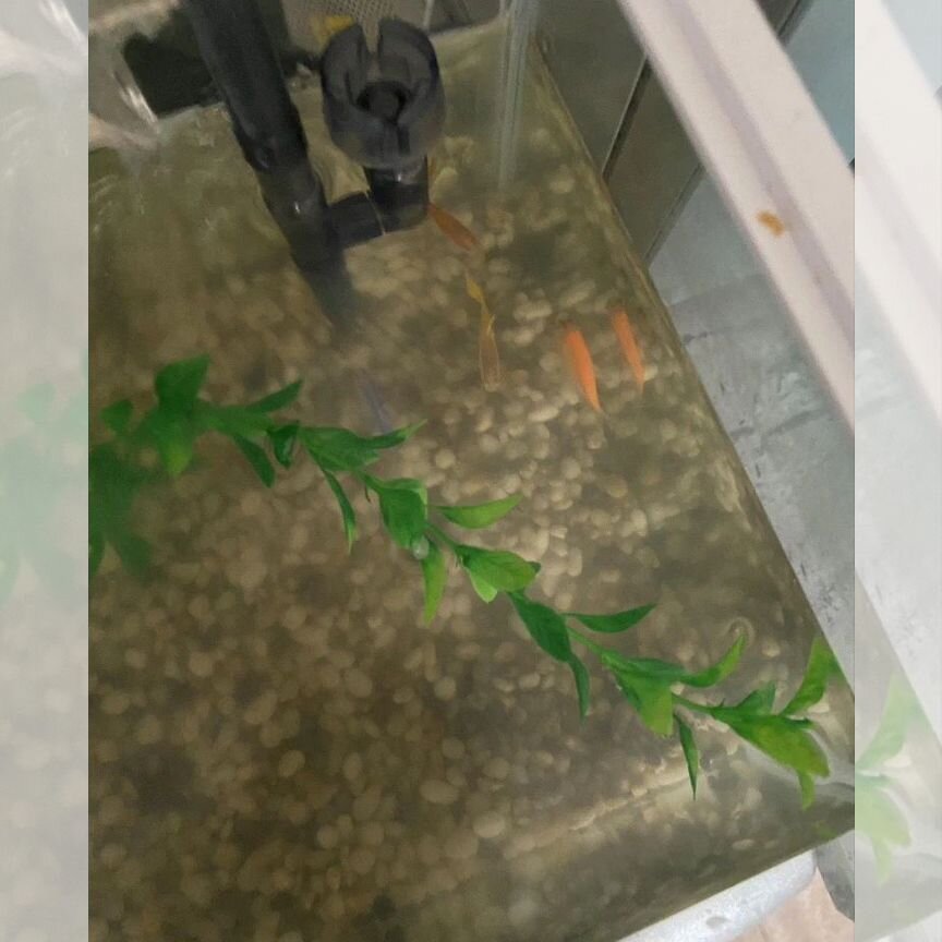 Аквариум на 8 литров с 4-мя рыбками