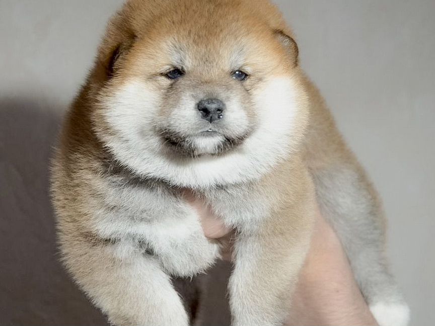 Щенки сиба ину