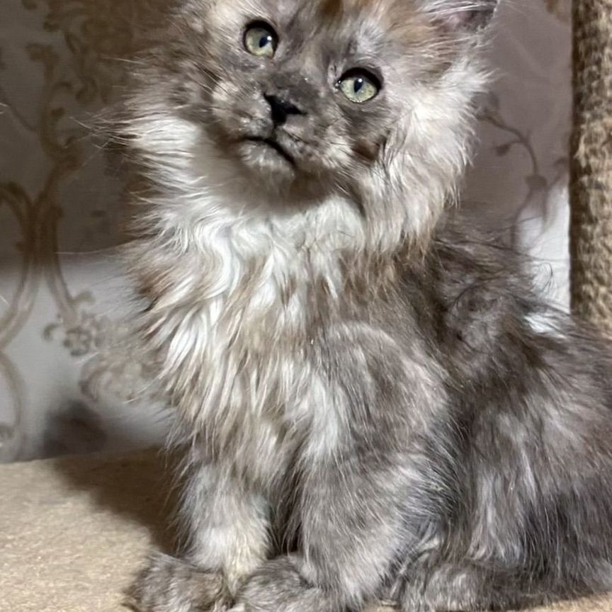 Голубые дымные мальчишки