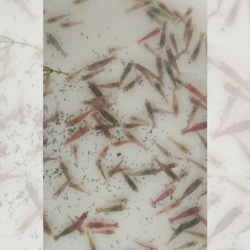 Креветки пресноводные