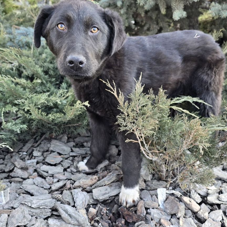 Щенок в добрые руки